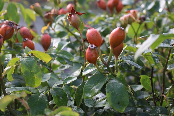 Rose 'Imogen'® : Lubera.ch