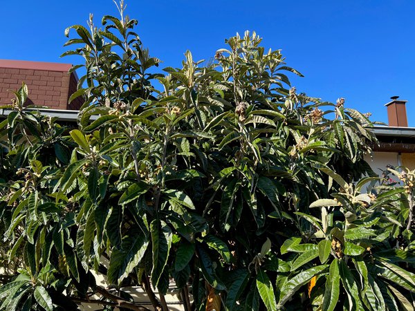 Japanische Wollmispel 'Piera': Lubera.de