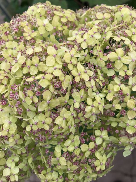 Hydrangea arborescens 'Lime Rickey'®