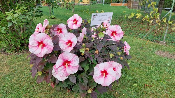 Hibiskus 'Luna Pink Swirl': Lubera.de