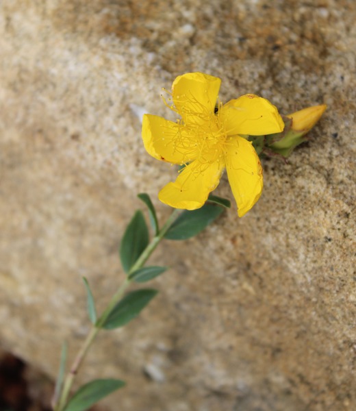 Hypericum polyphyllum 'Grandiflorum'