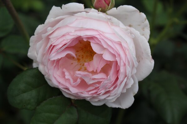 Rose 'Scepter'd Isle'® : Lubera.de