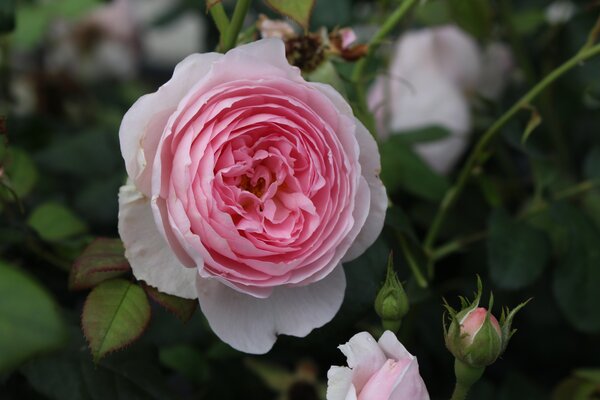 Rose 'Scepter'd Isle'® : Lubera.de