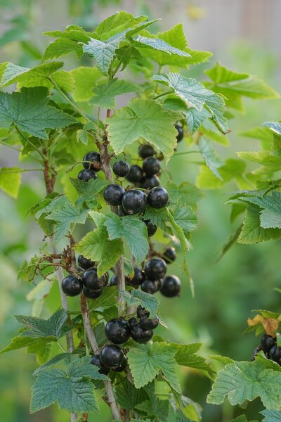 Schwarze Johannisbeere Cassissima® 'Little Black Giant'®