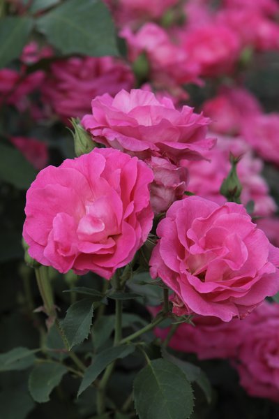 Rose 'Melrose®'