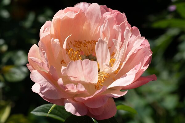 Paeonia x lactiflora 'Coral Sunset': Lubera.ch