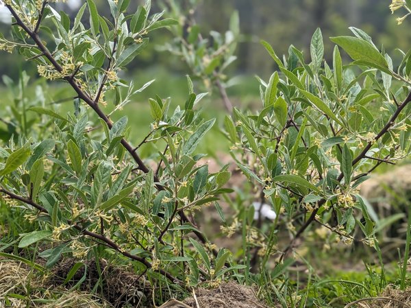 Pointilla® Fortunella®: Lubera.ch