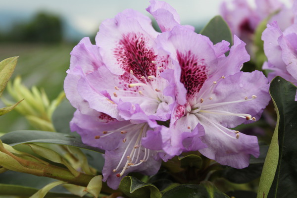 Rhododendron Hybride 'Blue Peter': Lubera.ch - Kostenloser Versand