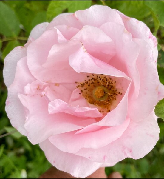 Rose 'Billet Doux'®