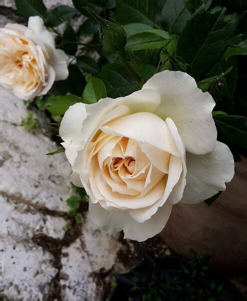 Rose 'Claire Austin'® - David Austin-Sortiment bei Lubera
