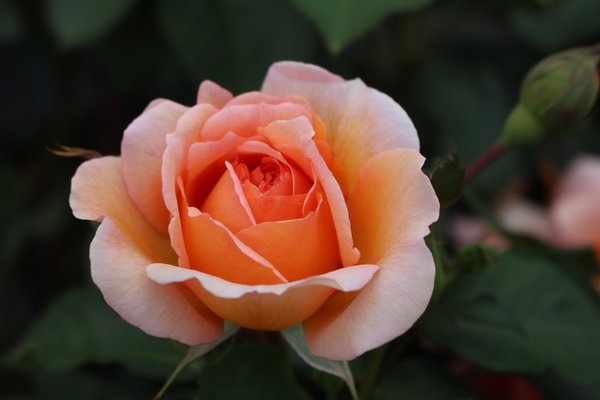 Rose 'Dame Judi Dench'® : Lubera.ch