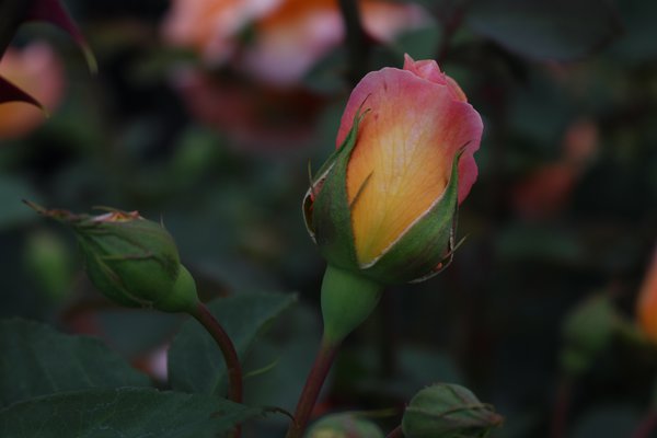Rose 'Dame Judi Dench'® : Lubera.ch