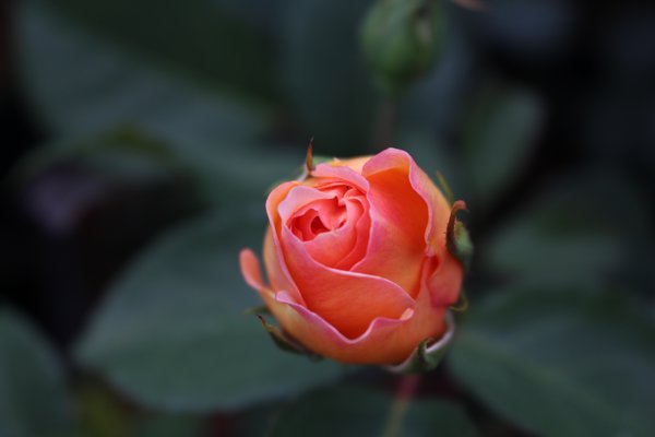 Rose 'Dame Judi Dench'® : Lubera.de