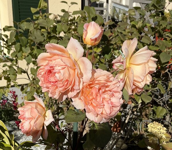Rose 'Dame Judi Dench'® : Lubera.ch