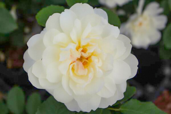 Rose 'Imogen'® : Lubera.de