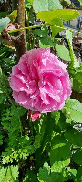 Rose 'La Reine Victoria'