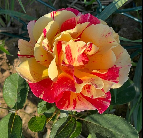 Rose Maurice Utrillo®: Lubera.de