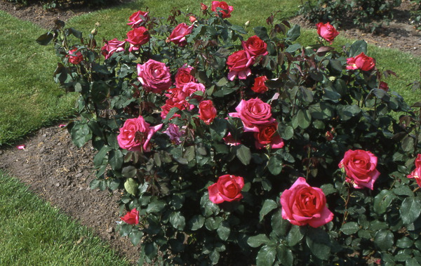 Rose Parole®: Lubera.de