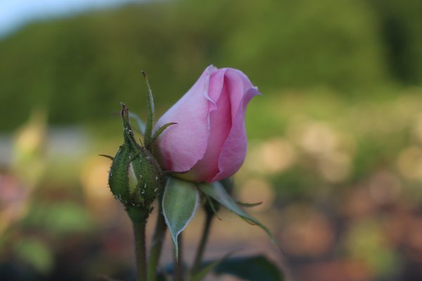 Rose 'Scepter'd Isle'® : Lubera.ch
