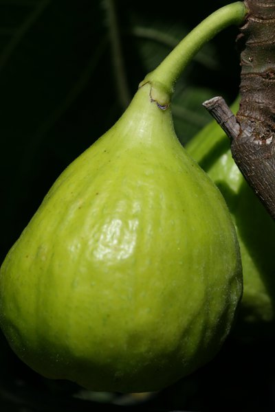 Feigenbaum Gustis® 'Ariane'