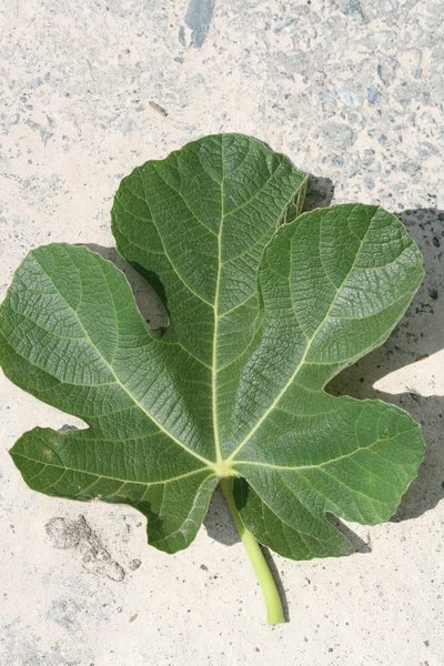 Feigenbaum Gustis® 'Ariane'