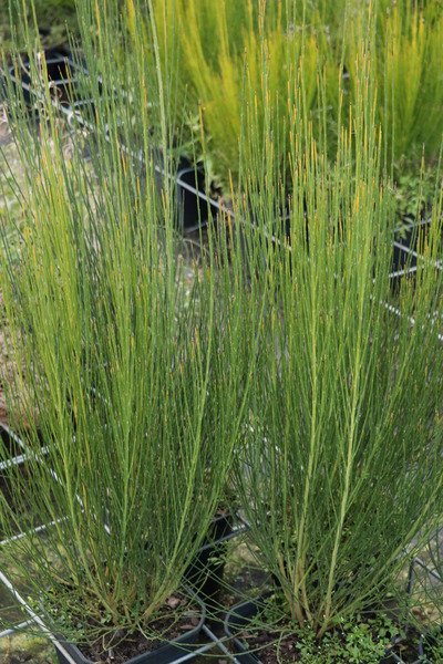 Cytisus x praecox 'Hollandia'
