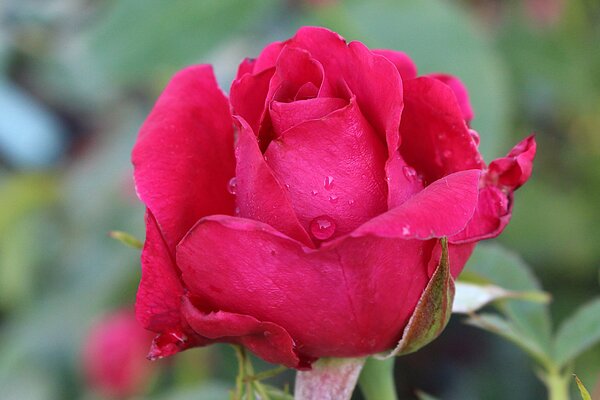 Rose 'Soul'® - Rosenvielfalt bei Lubera