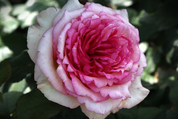 Rose Souvenir de Baden-Baden®: Lubera.ch
