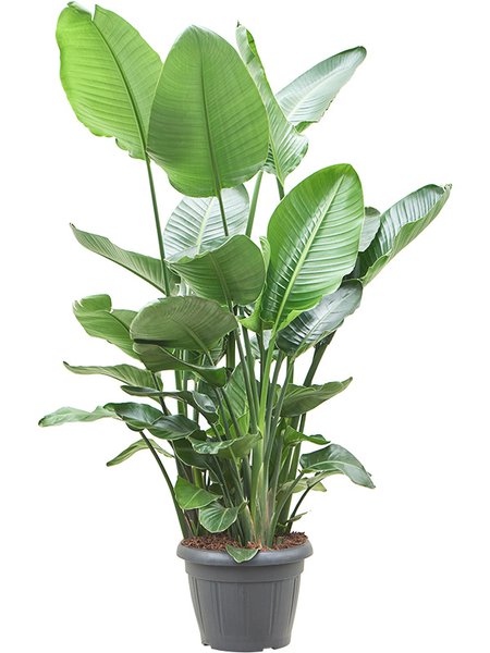 Strelitzia nicolai (60-90)
