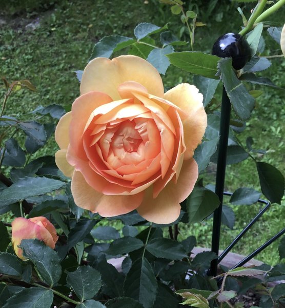 Rose Lady of Shalott®